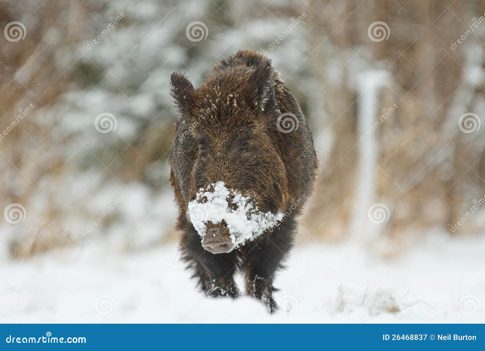 Wild boar in snow stock image. Image of hunted, charge - 26468837