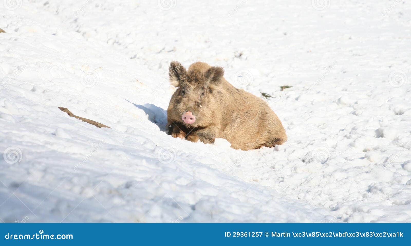 Boar And Sow In The Pen. The Hog Is Lying On The Ground, And The Pig Is ...