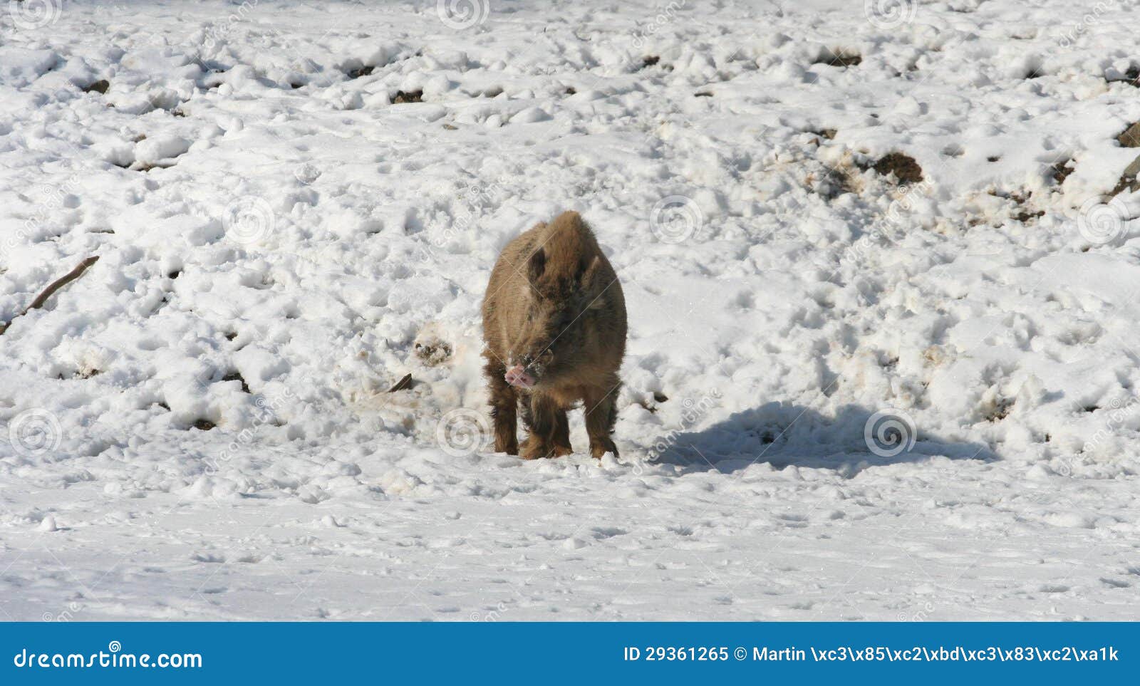 Wild boar in snow stock image. Image of scrofa, nose - 29361265
