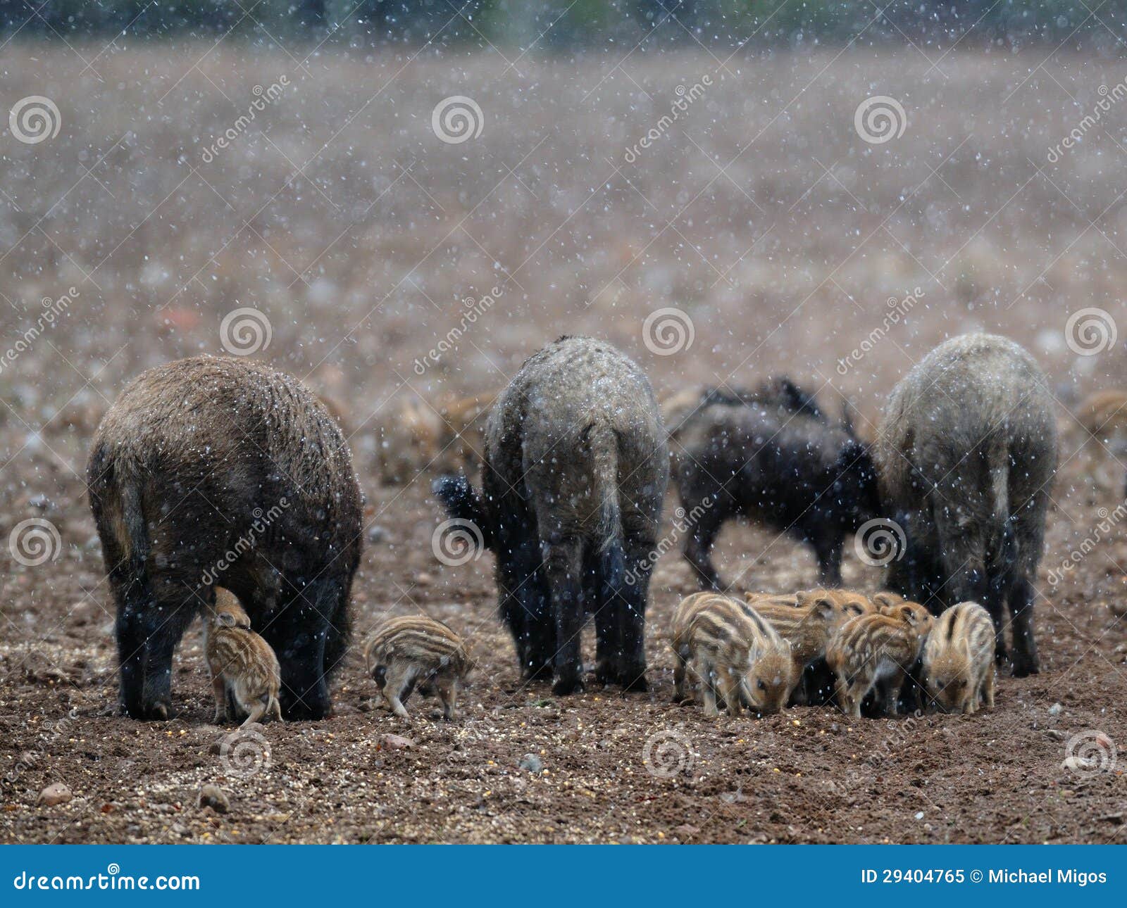 Wild-boar in snow stock image. Image of wild, storm, family - 29404765