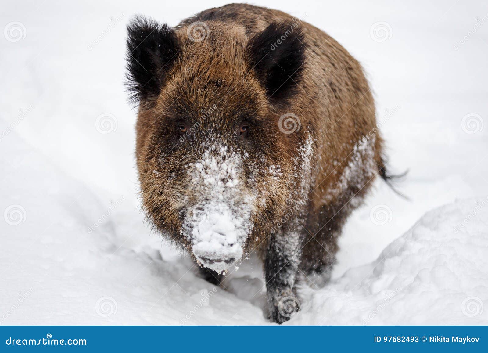 Wild boar in the snow stock image. Image of creature - 97682493