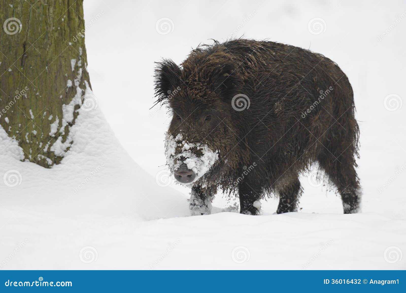 Wild boar in the snow stock photo. Image of side, tusk - 36016432