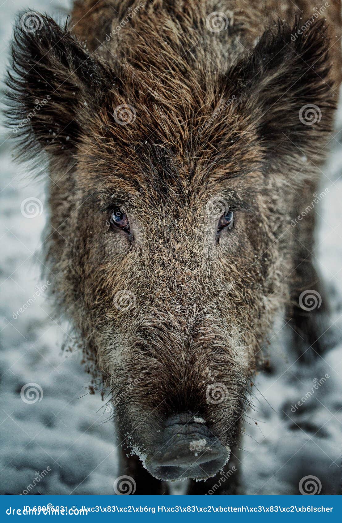Wild boar in snow looks stock image. Image of mammal - 68066031