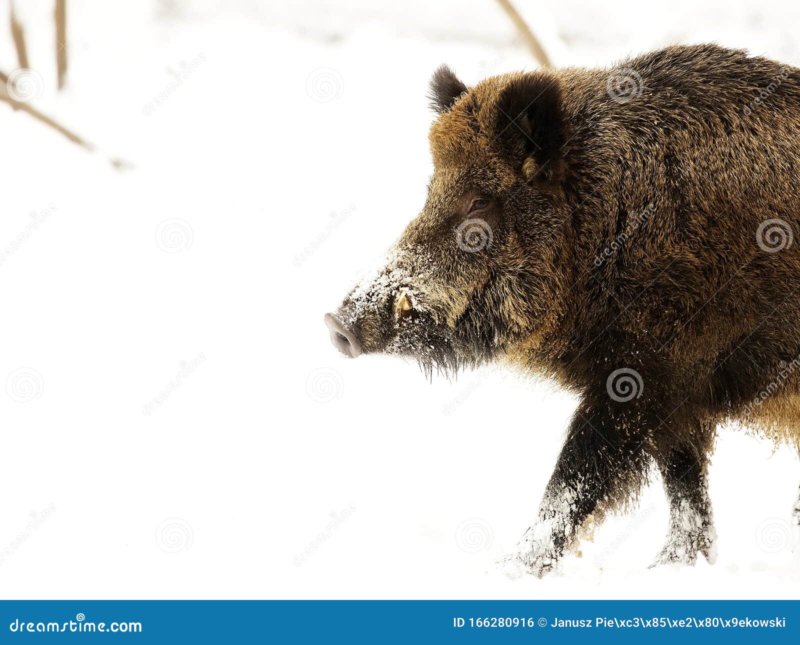 Wild Boar in the Snow, a Portrait Stock Photo - Image of white, brown ...