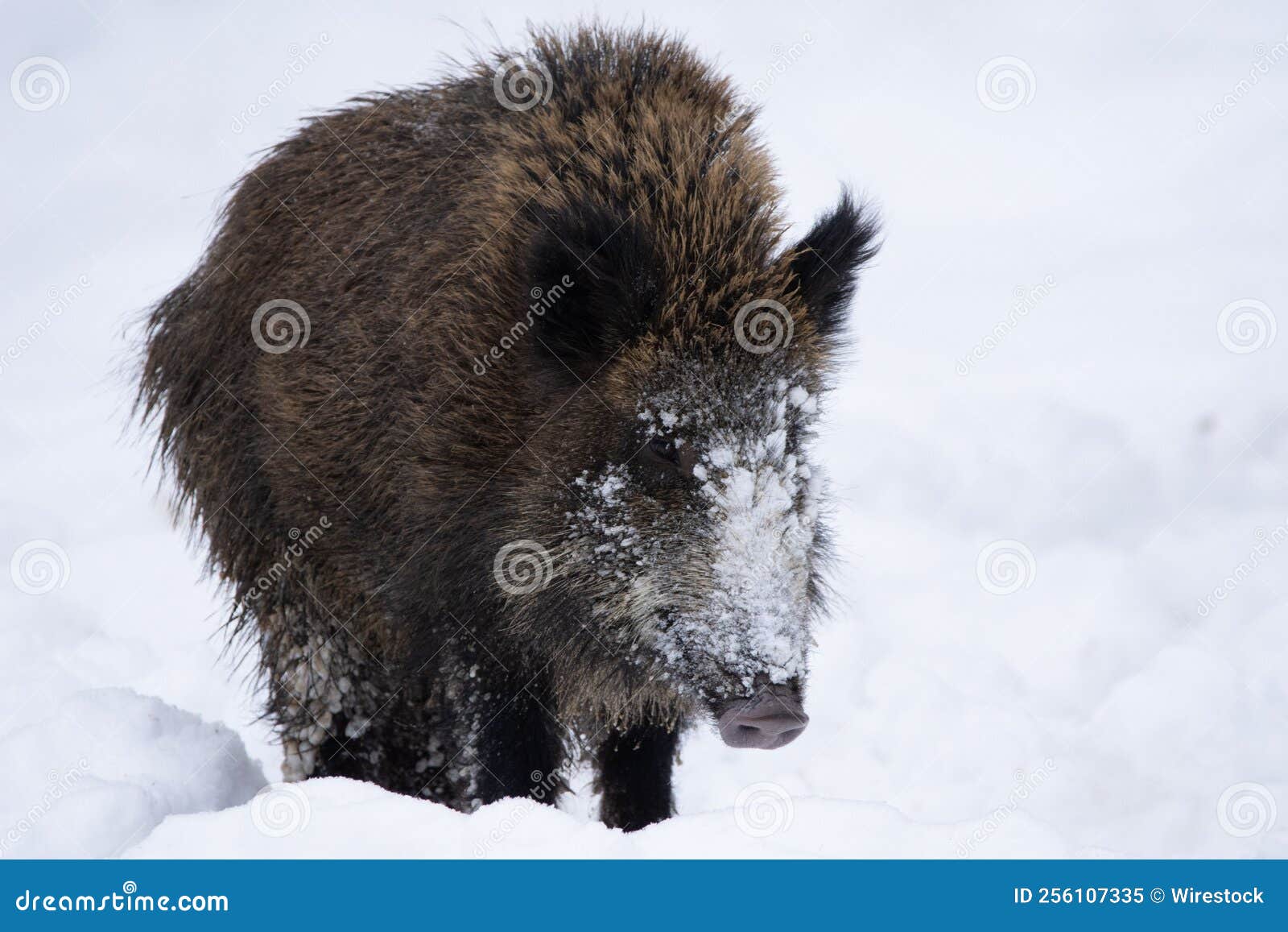 Wild Boar in a Snowy Environment Stock Image - Image of boar, wildlife ...