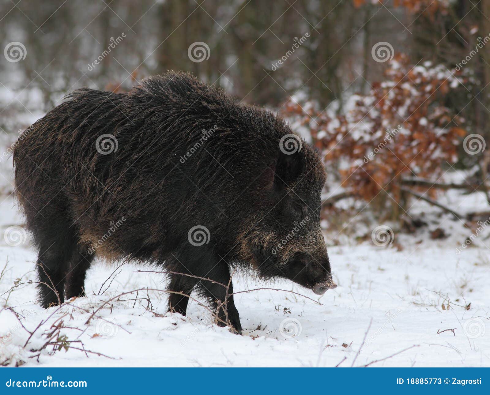 Wild Boar in a Snowy Forest Stock Image - Image of fall, specie: 18885773