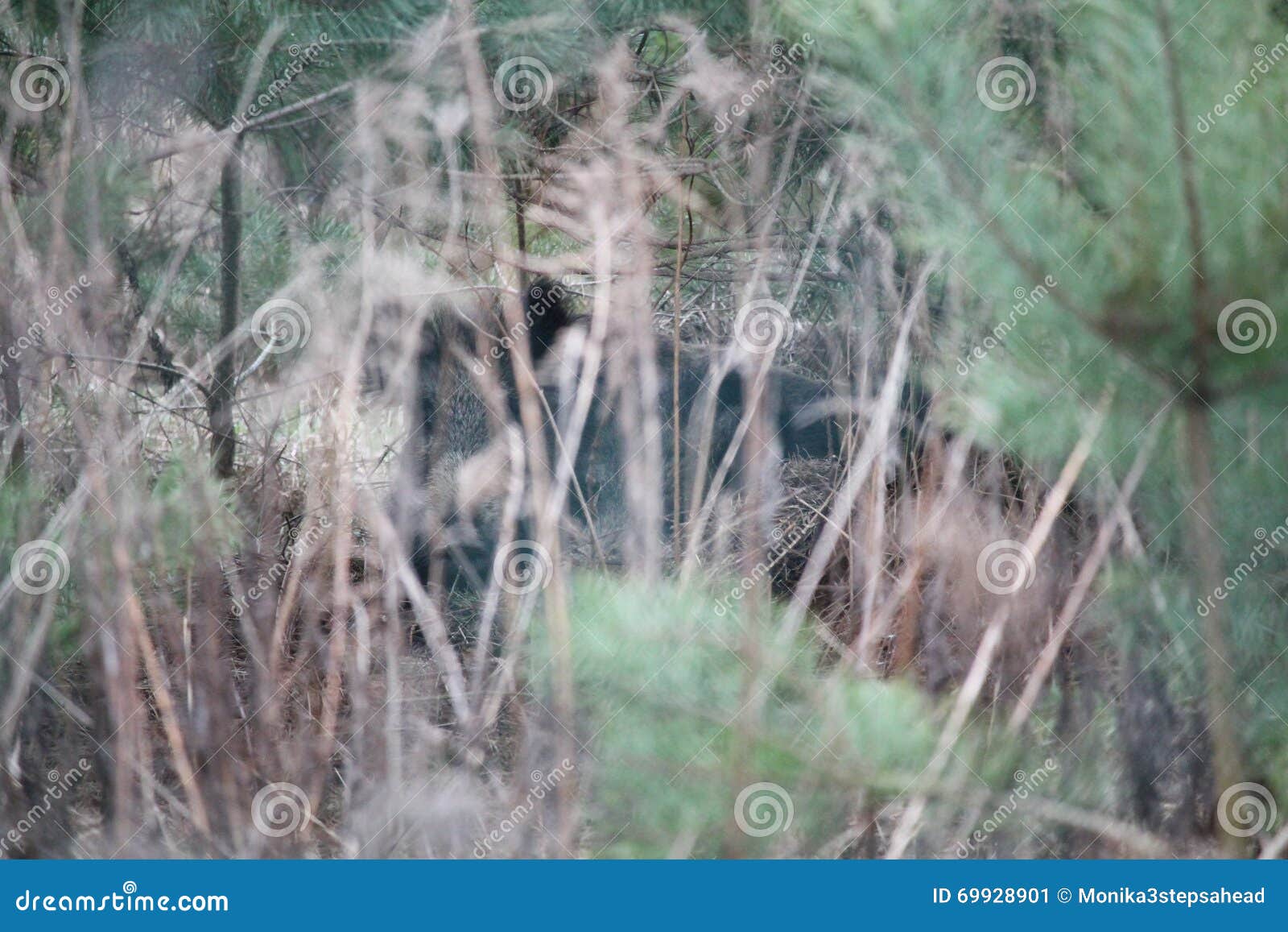 Wild Boar Sow in a Den in a Forest Stock Image - Image of animal, sleep ...