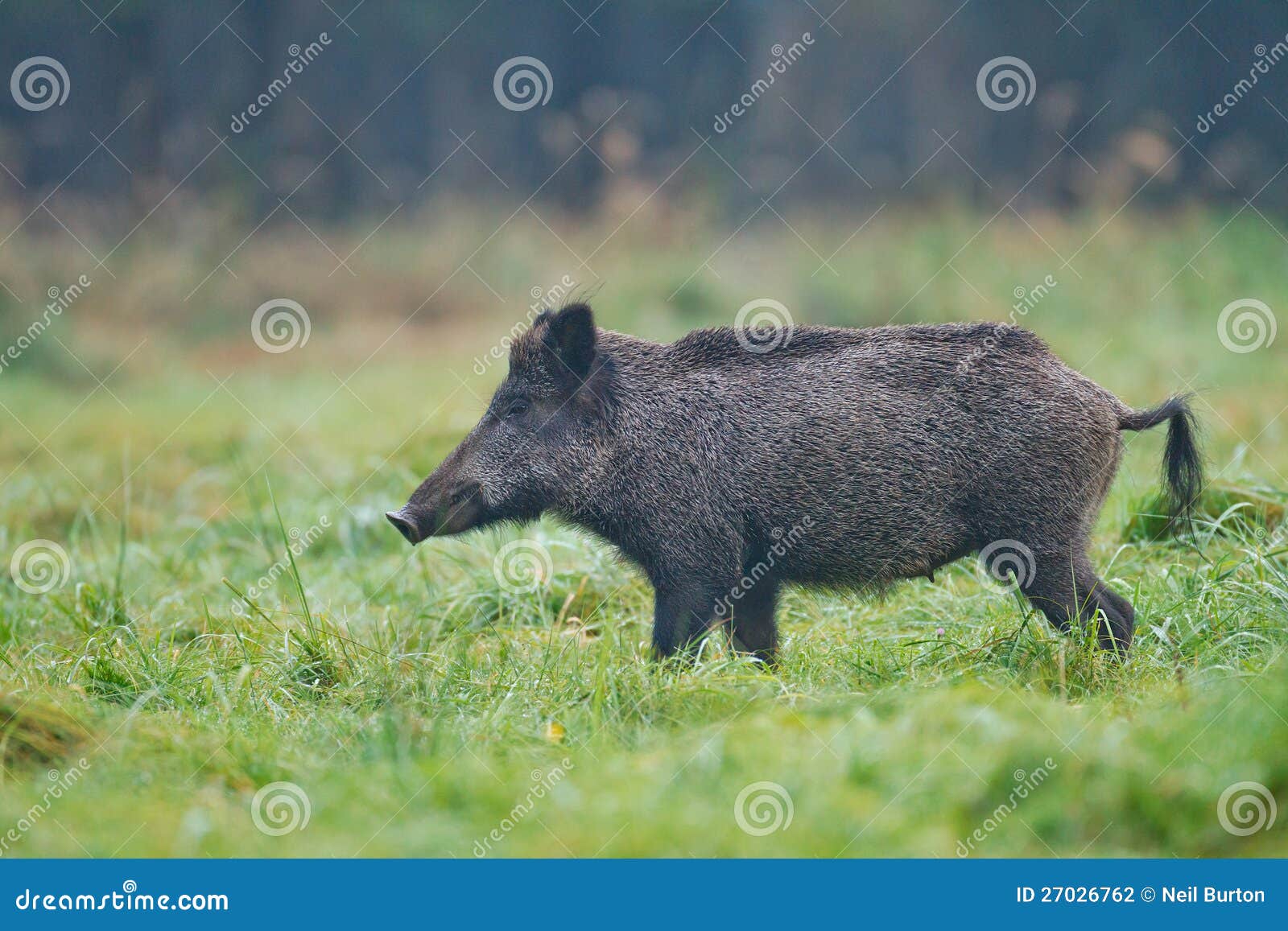 Wild Boar Sow in Dew Drenched Grass Stock Photo - Image of frost, hardy ...