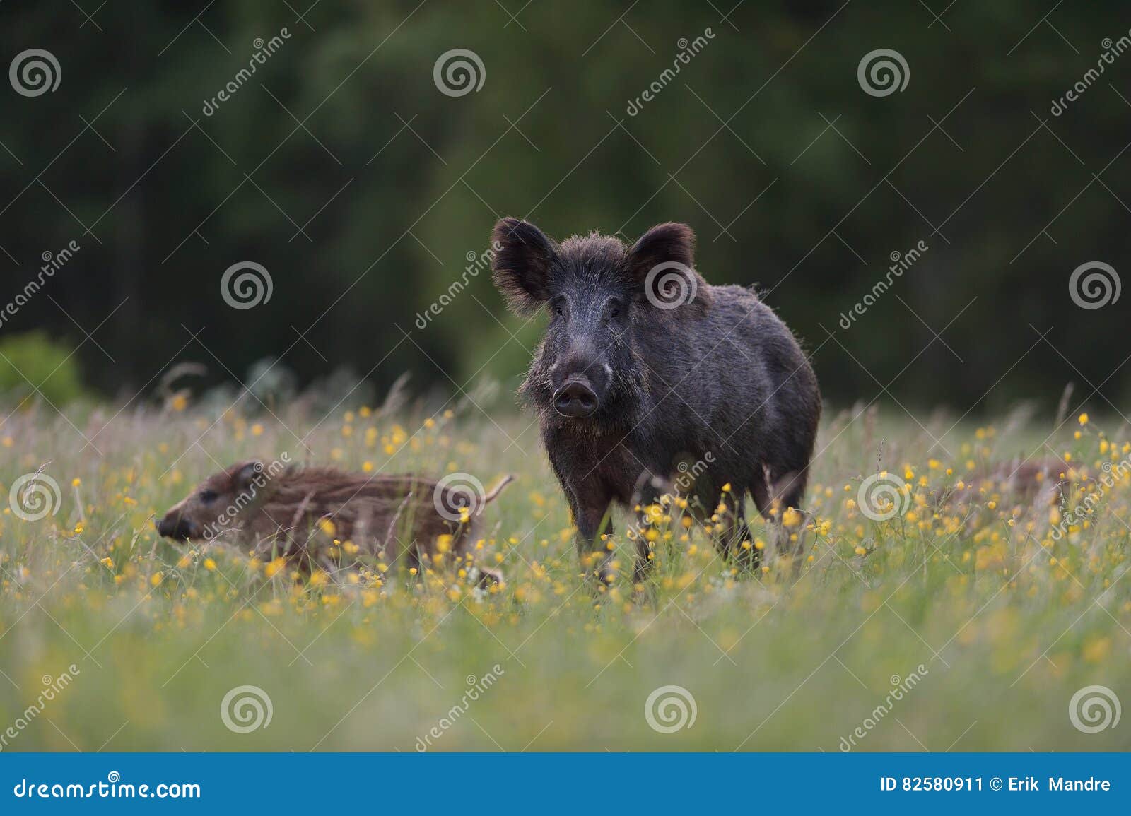 Wild Boar Is A Species Of The Pig Genus Sus. Stock Image ...