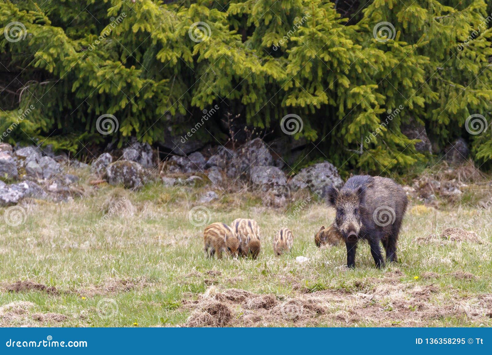 Wild Boar Sow with Young Piglets on a Meadow Stock Image - Image of ...