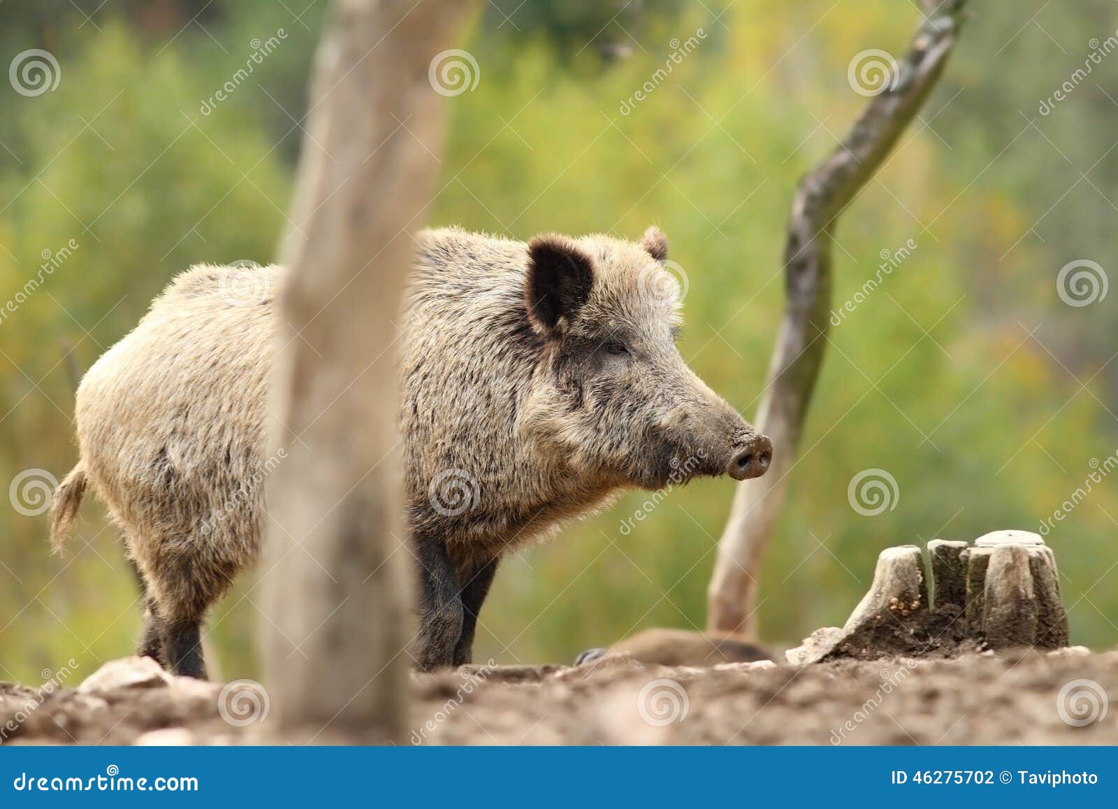 Wild Boar Standing on Clearing Stock Photo - Image of green, dangerous ...