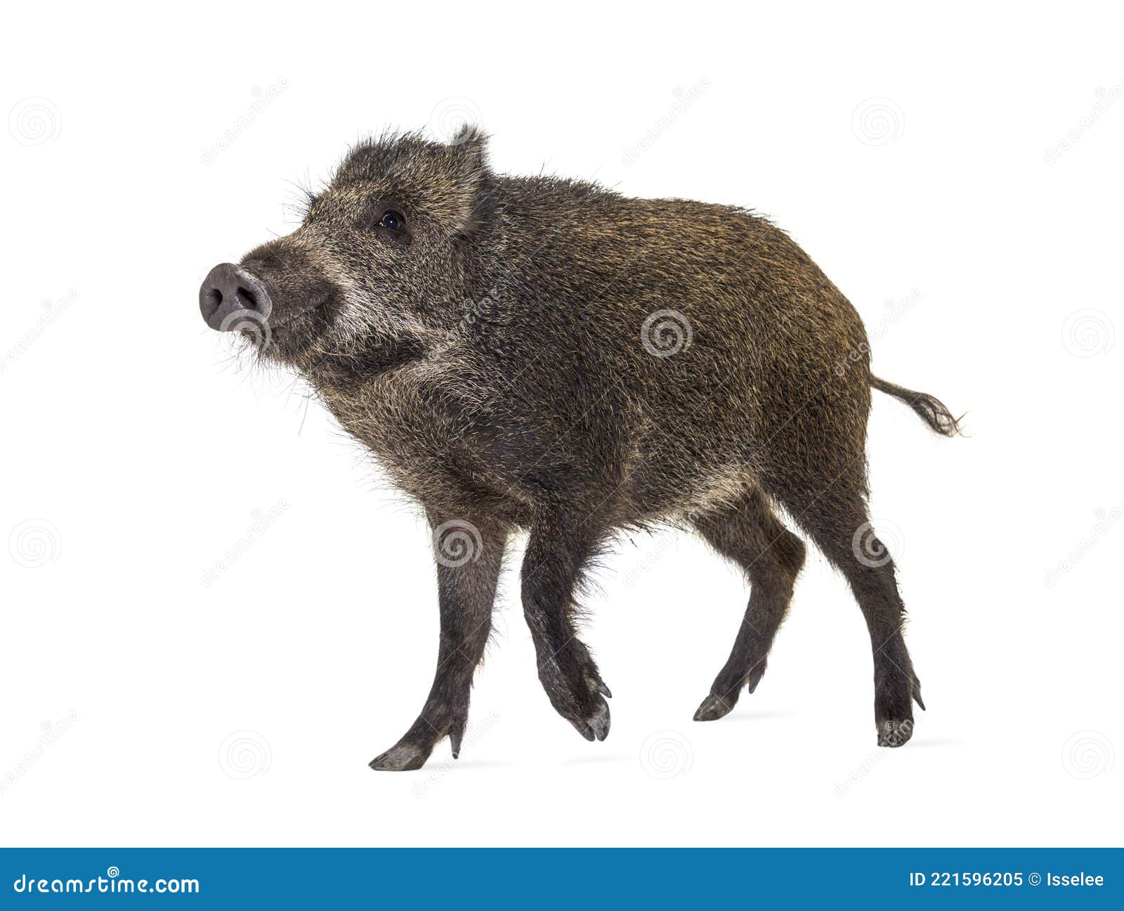 Wild Boar Standing in Front, Isolated Stock Image - Image of livestock ...