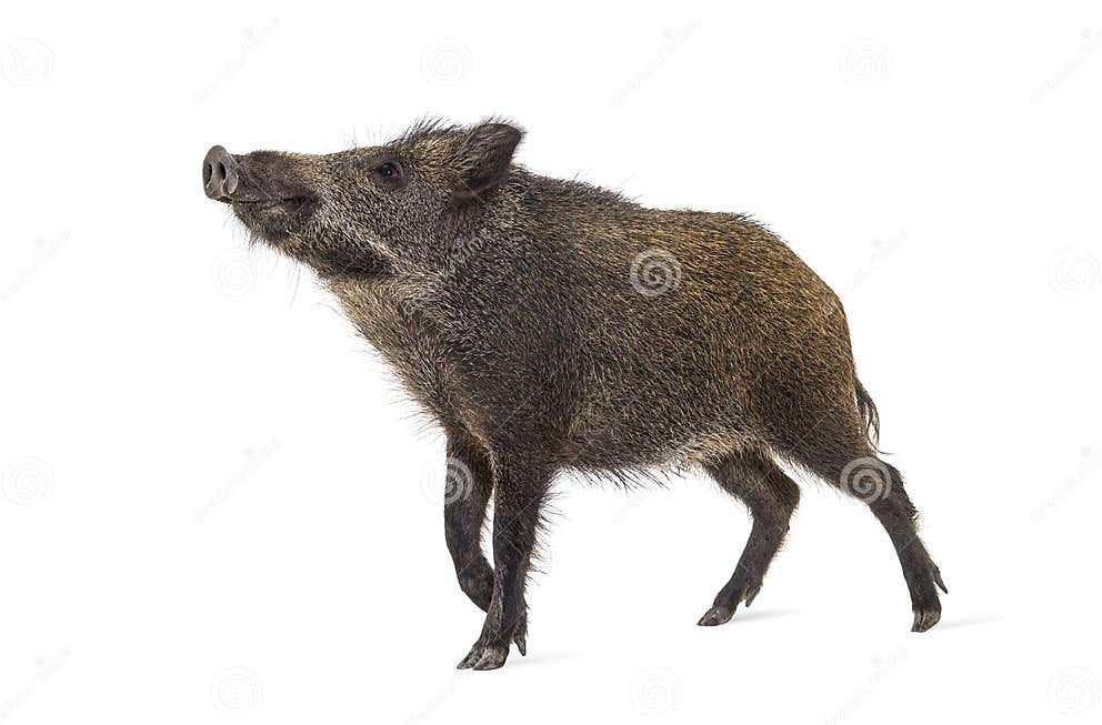 Wild Boar Standing in Front, Isolated Stock Image - Image of brown ...