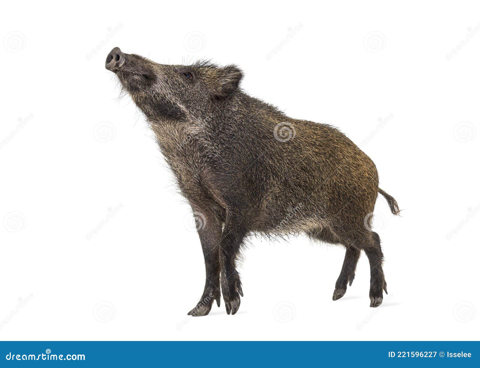 Wild Boar Standing in Front, Isolated Stock Image - Image of shot, view ...