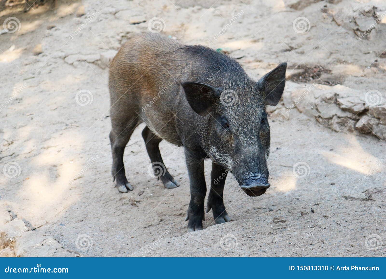 A Wild Boar Standing on the Ground Stock Photo - Image of conservation ...