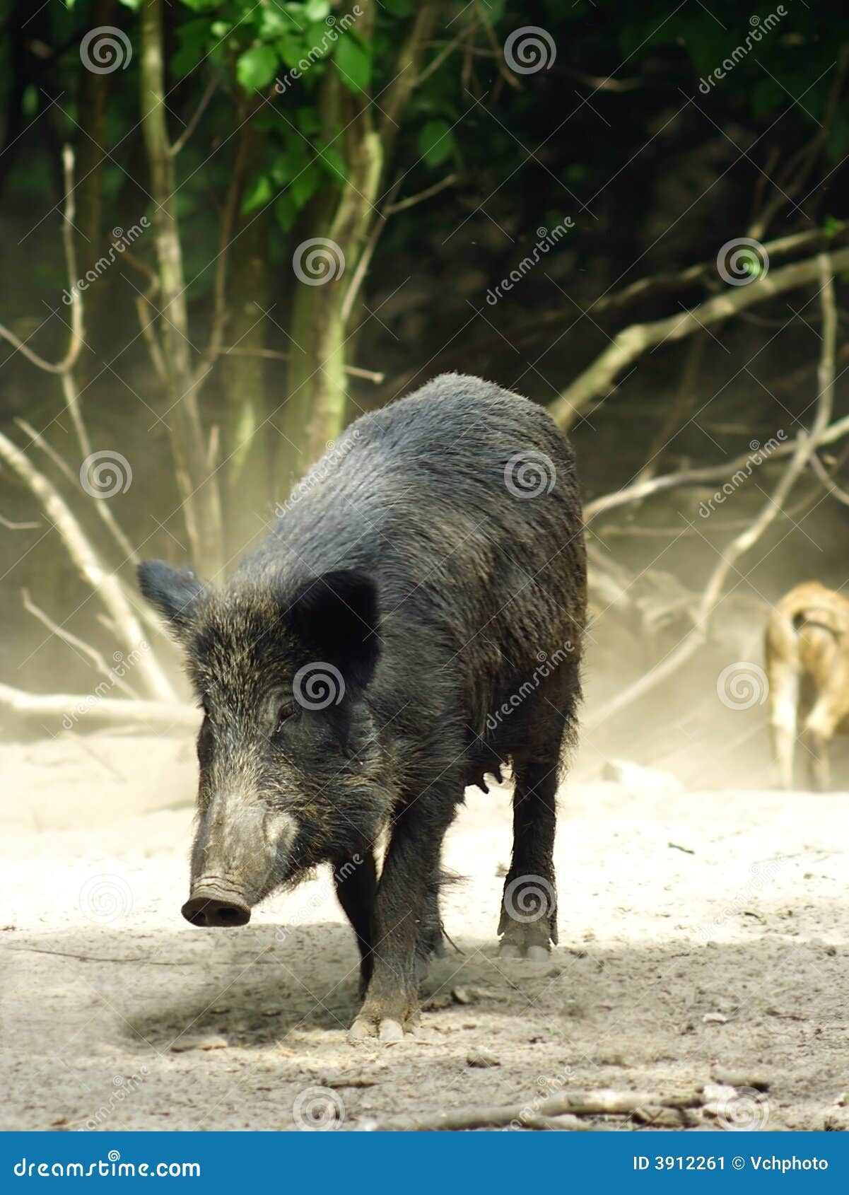 Wild Boar ( Sus scrofa ) stock image. Image of wild, swine - 3912261