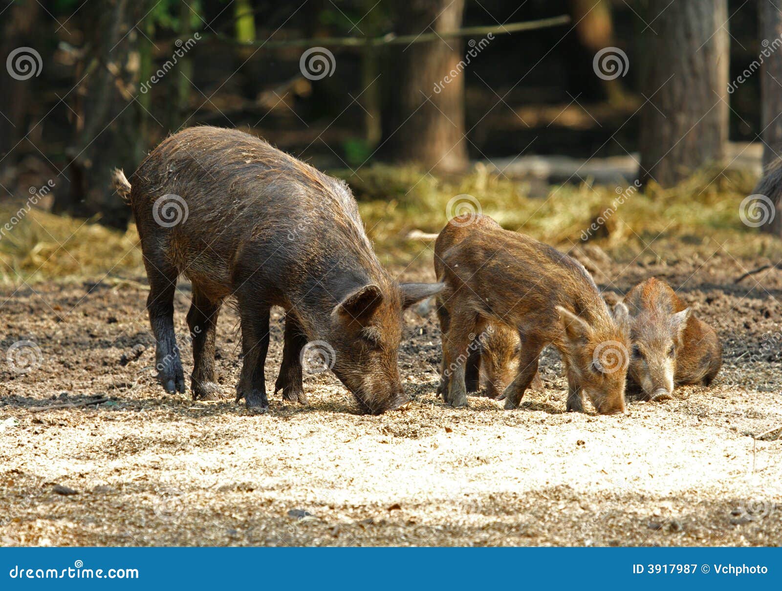 Wild Boar ( Sus scrofa ) stock image. Image of swine, preserve - 3917987