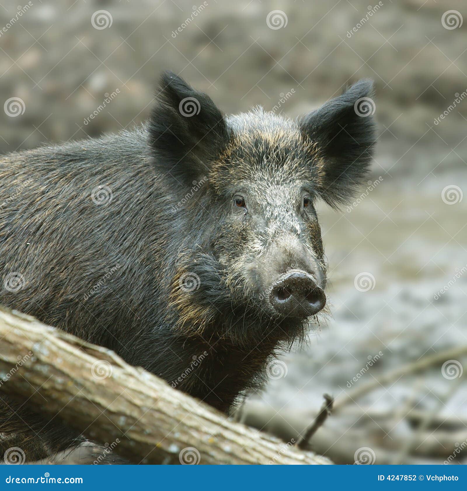 Wild Boar ( Sus scrofa ) stock photo. Image of close, portrait - 4247852