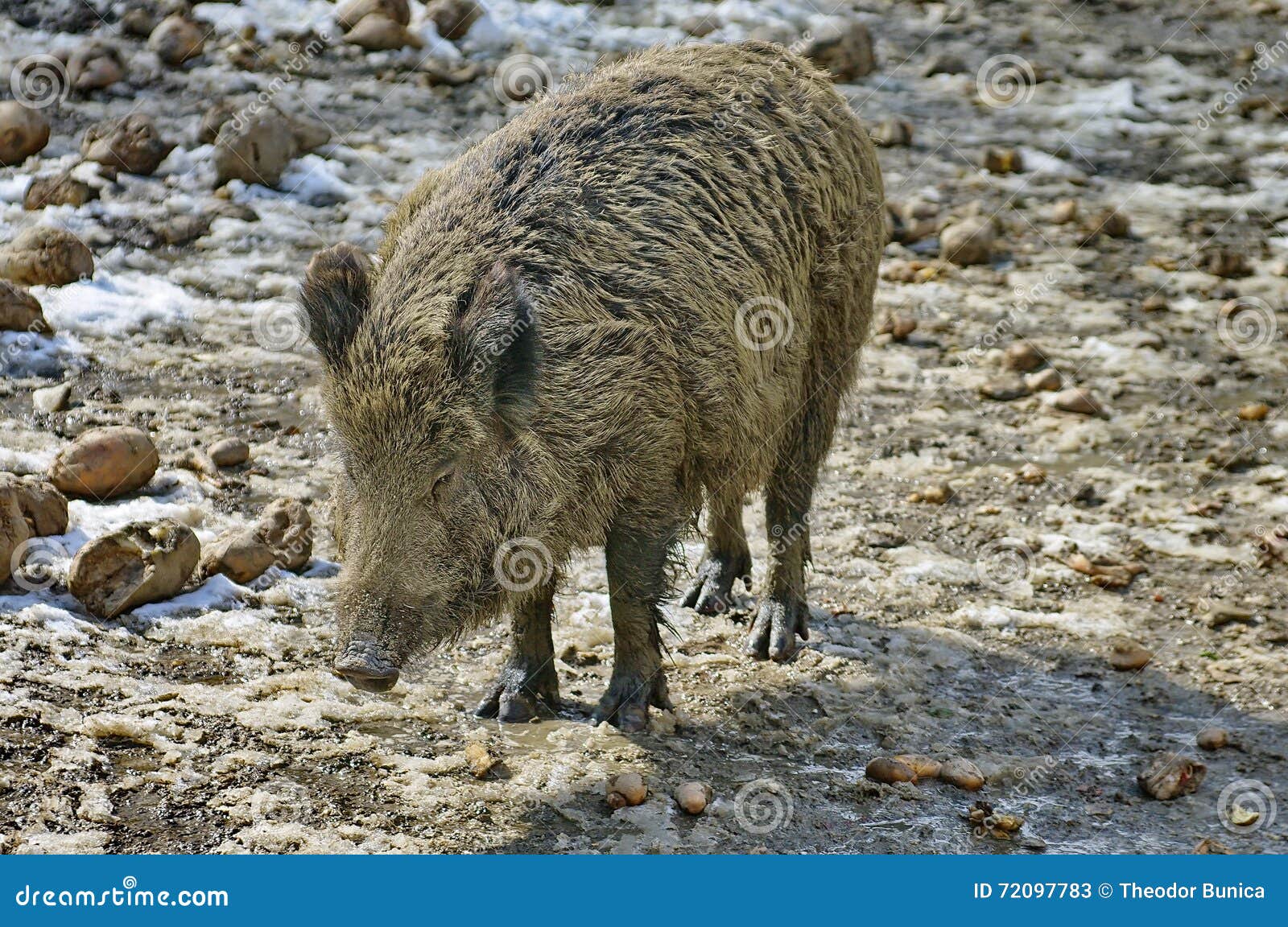 Wild Animal. Wild Boar (Sus Scrofa) Stock Image - Image of carpathian ...