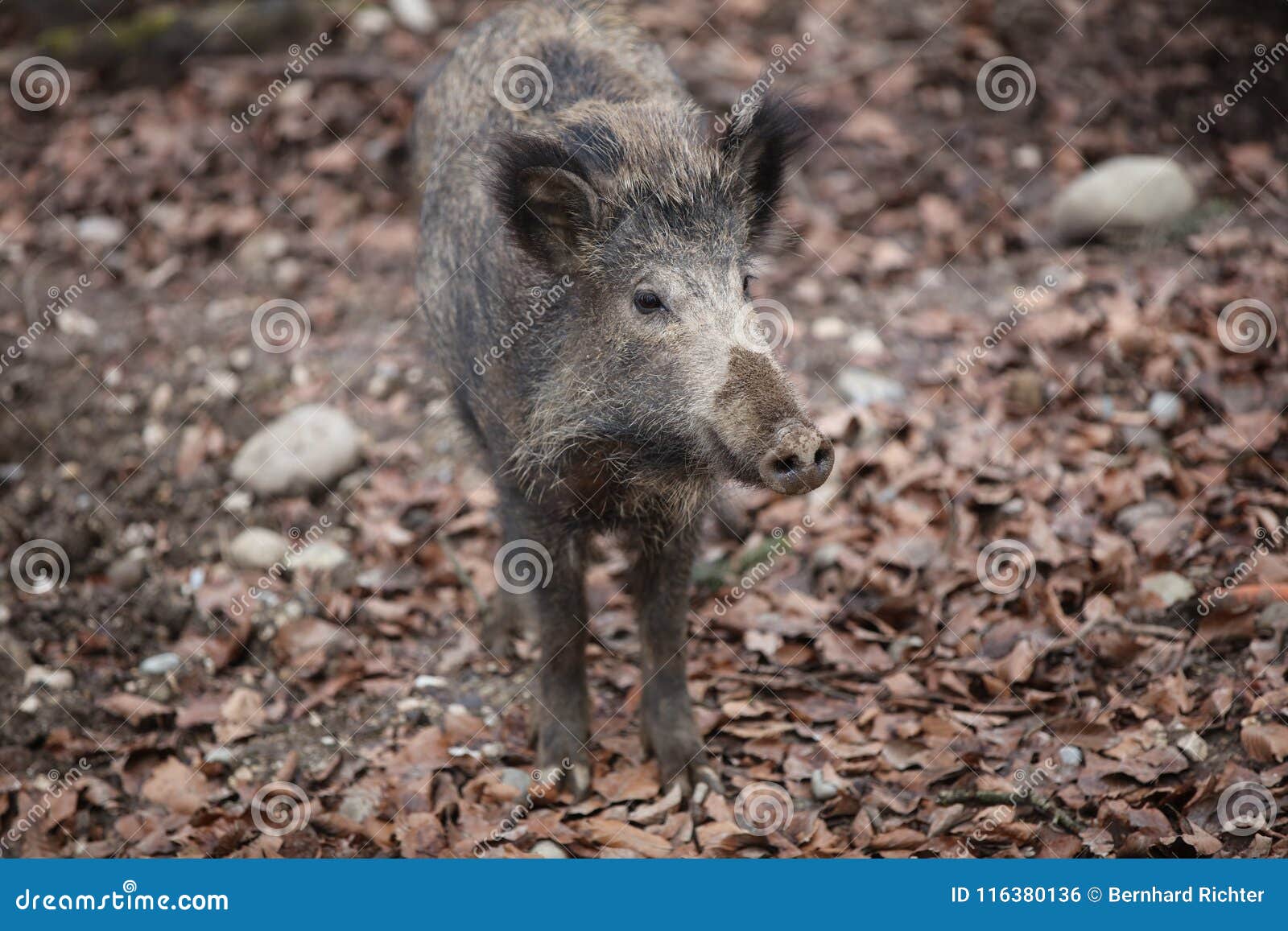 Wild Boar in the Forest. Germany Stock Photo - Image of people, hair ...