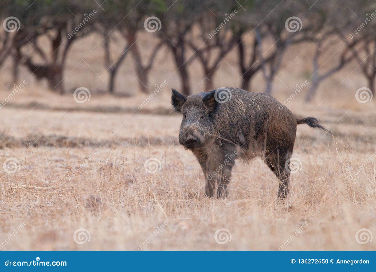 Wild boar Sus scrofa stock photo. Image of wildlife - 136272650