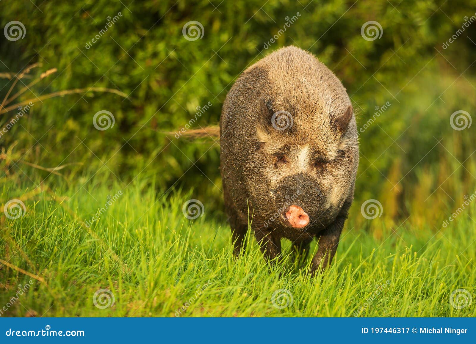 Wild Boar Sus Scrofa the Male is Close in the Wild Stock Image - Image ...