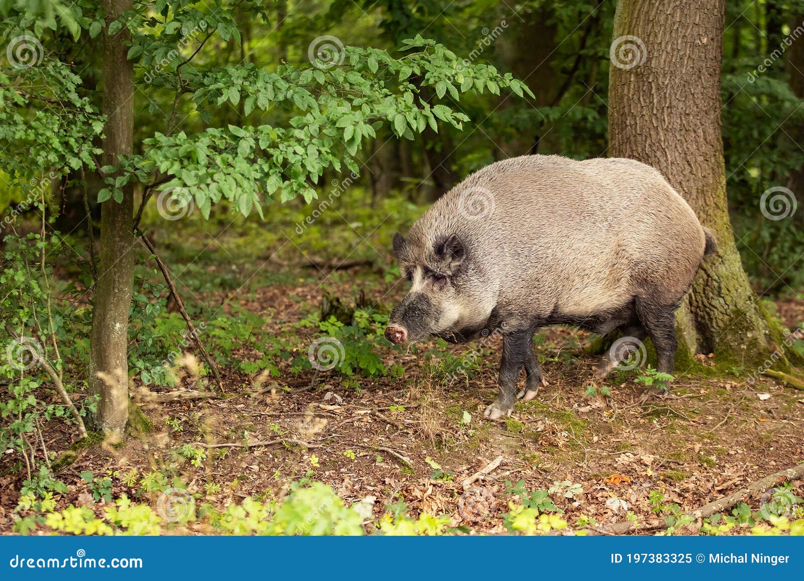Wild Boar Sus Scrofa the Male Stands on the Edge of the Forest Stock ...