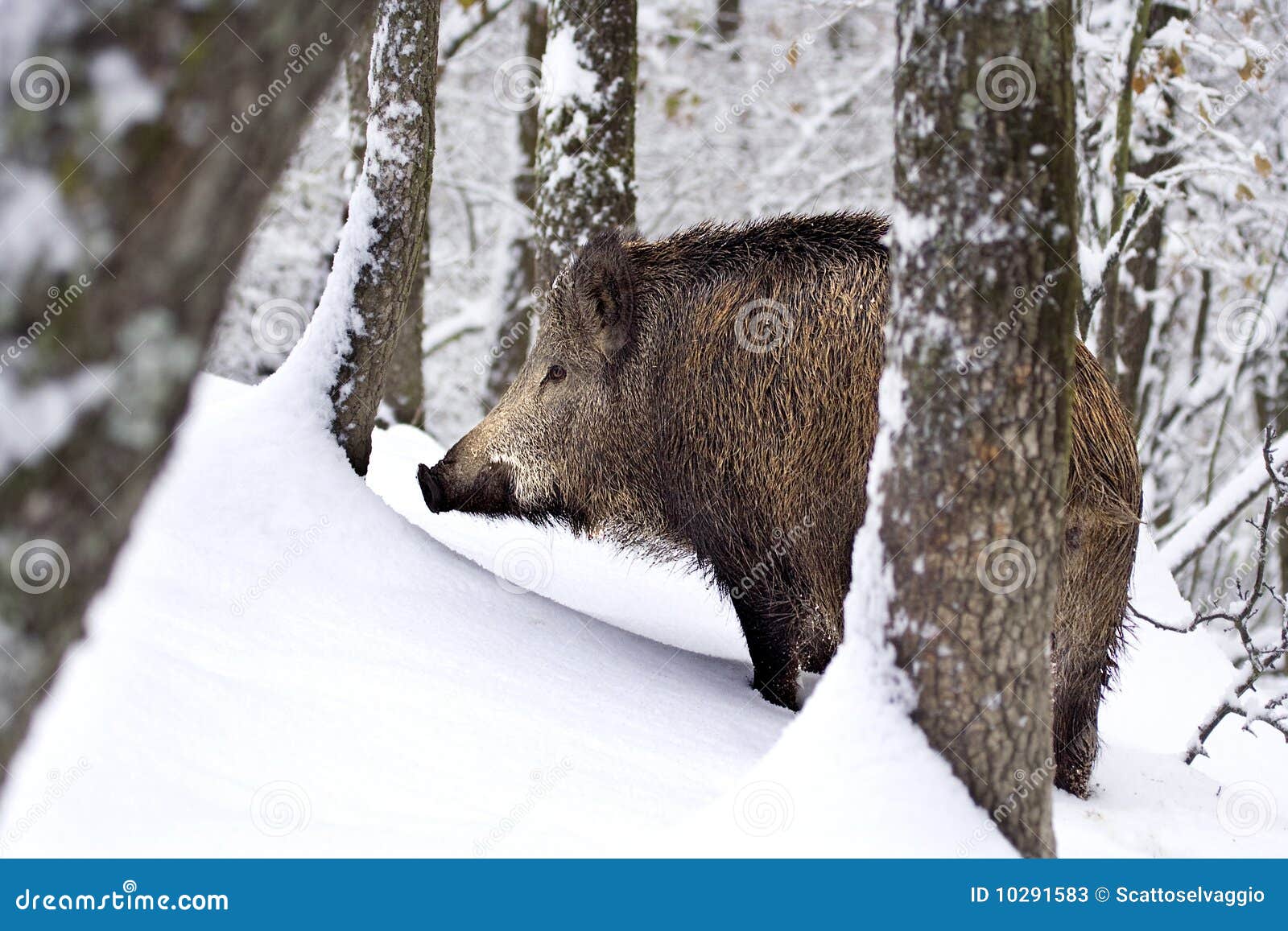 Wild Boar (Sus Scrofa) in the Snow. Stock Image - Image of brushes ...