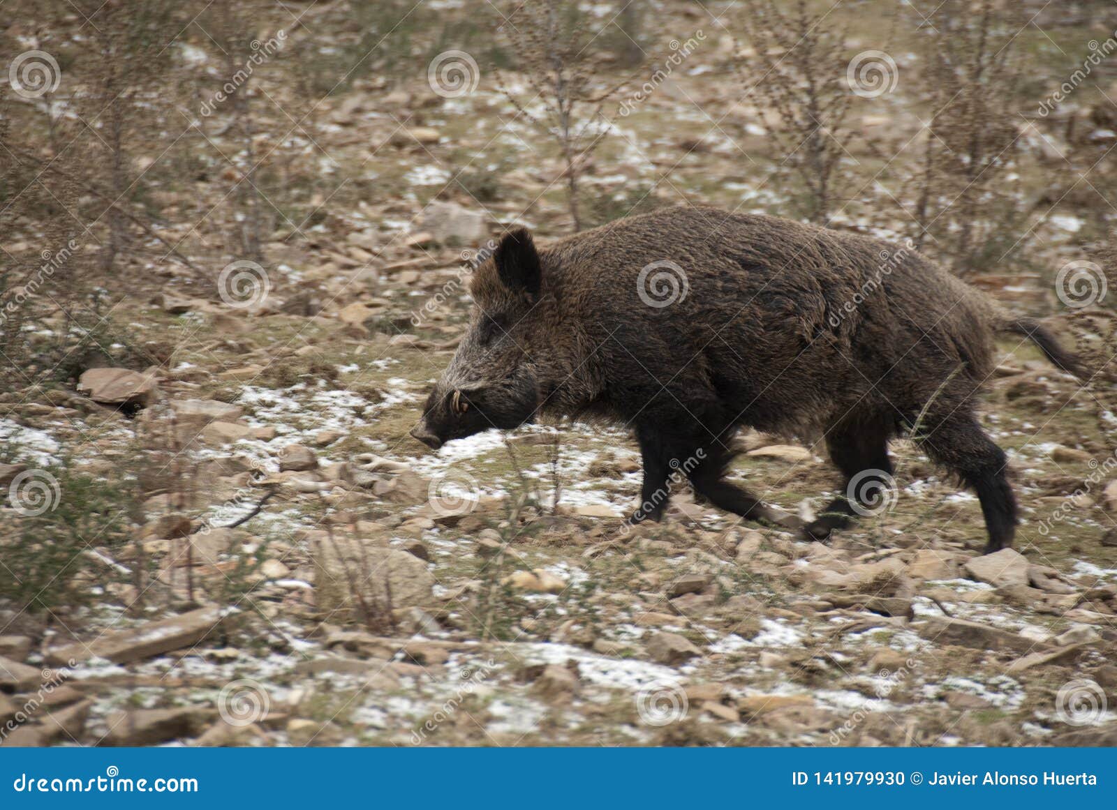 Wild Boar, Sus Scrofa, Spain Stock Photo - Image of piggy, portrait ...