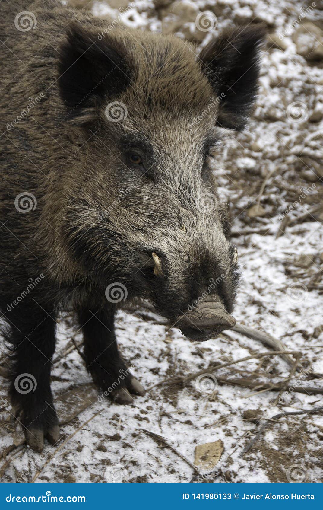 Wild Boar, Sus Scrofa, Spain Stock Image - Image of large, habitat ...