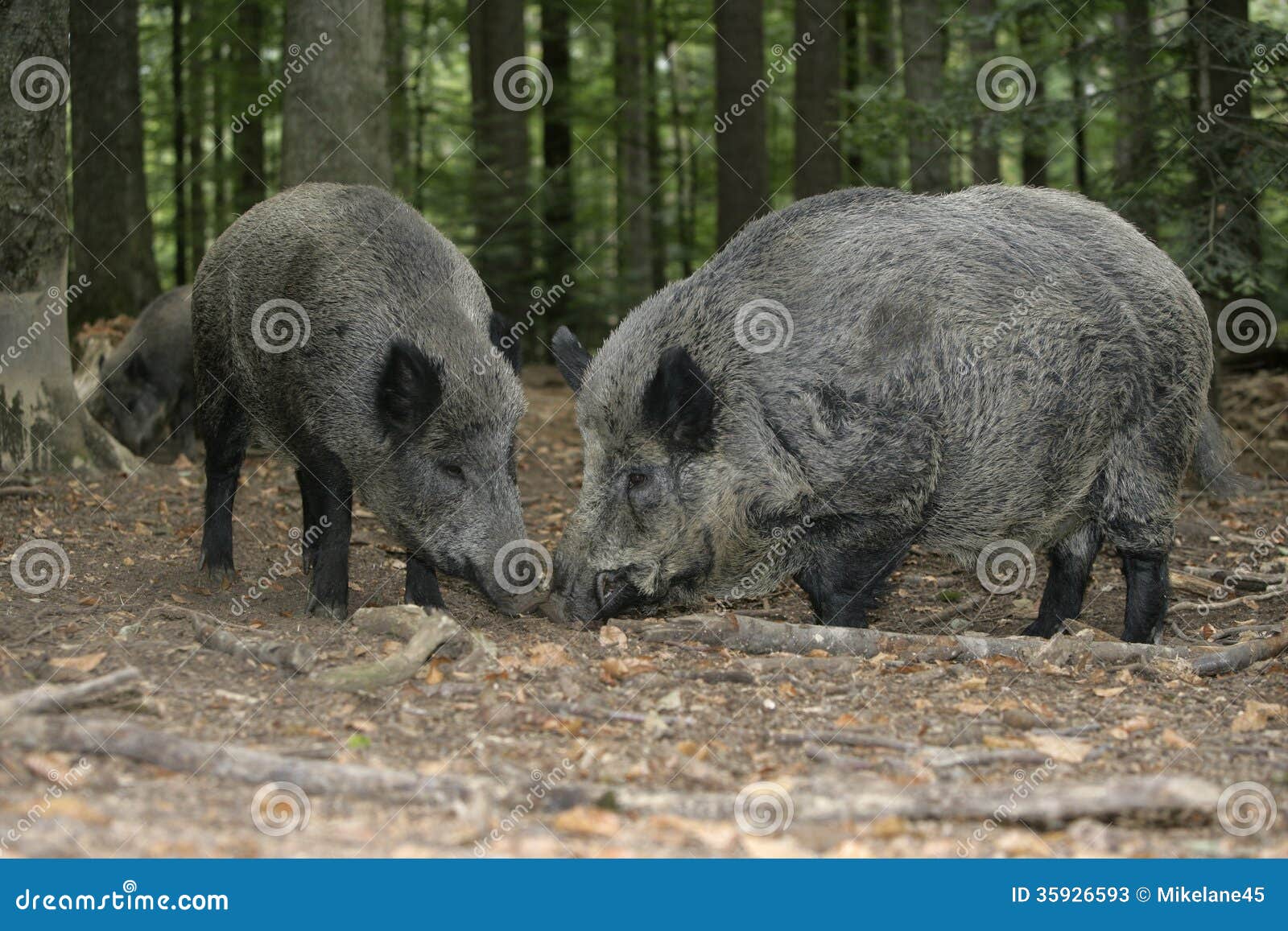 Wild boar, Sus scrofa stock image. Image of boar, british - 35926593