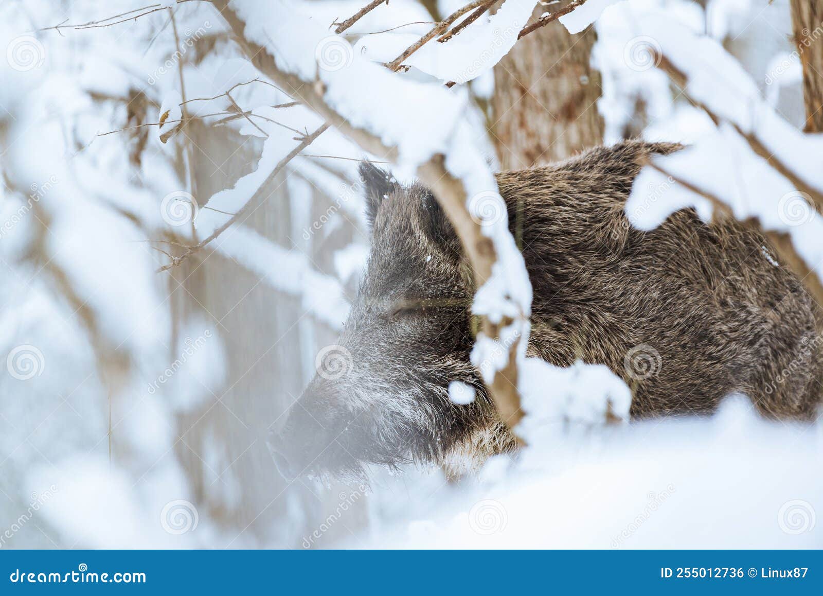 Wild Boar Sus Scrofa in the Winter Snowy Forest Stock Photo - Image of ...