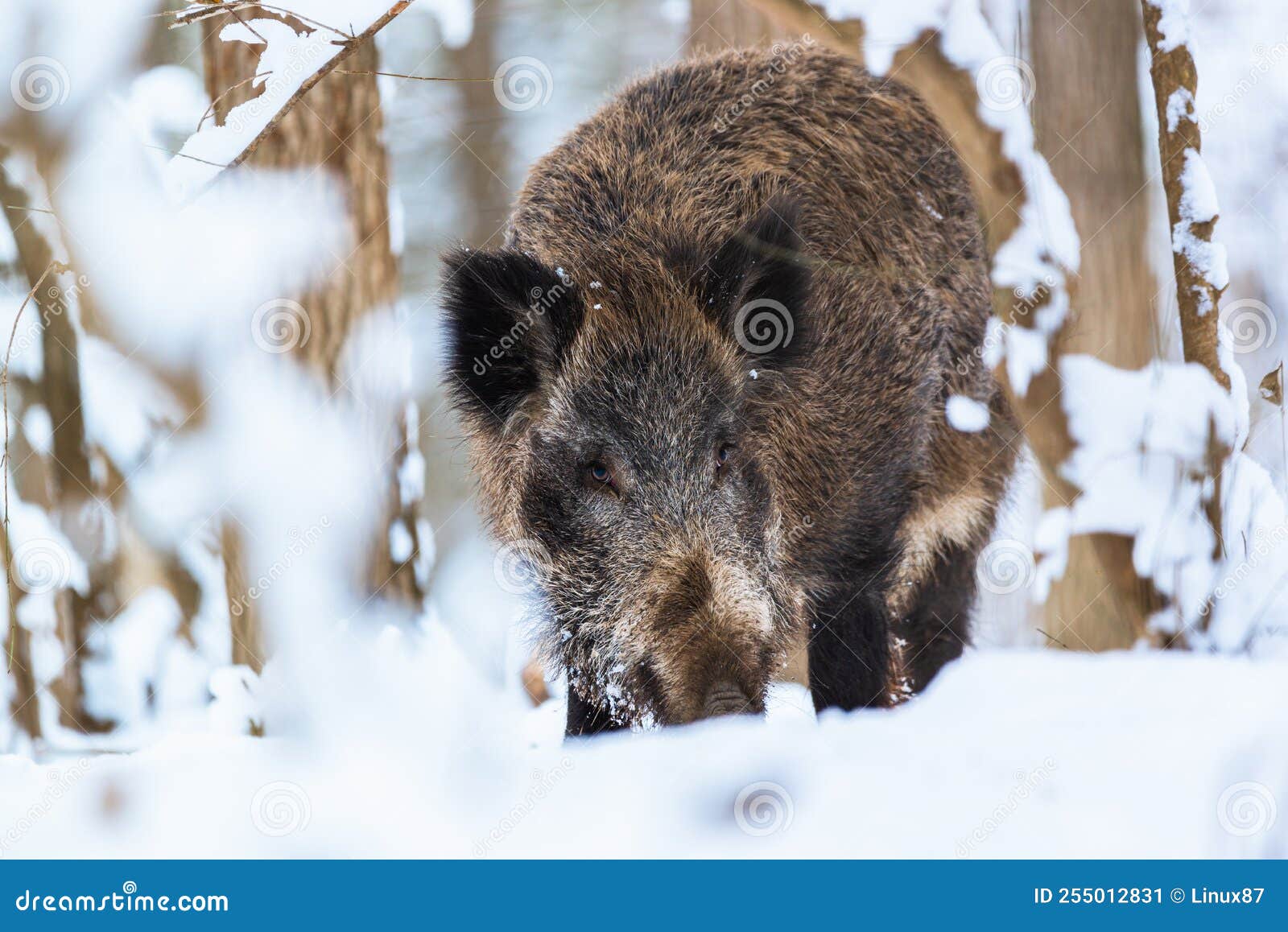 Wild Boar Sus Scrofa in the Winter Snowy Forest Stock Image - Image of ...