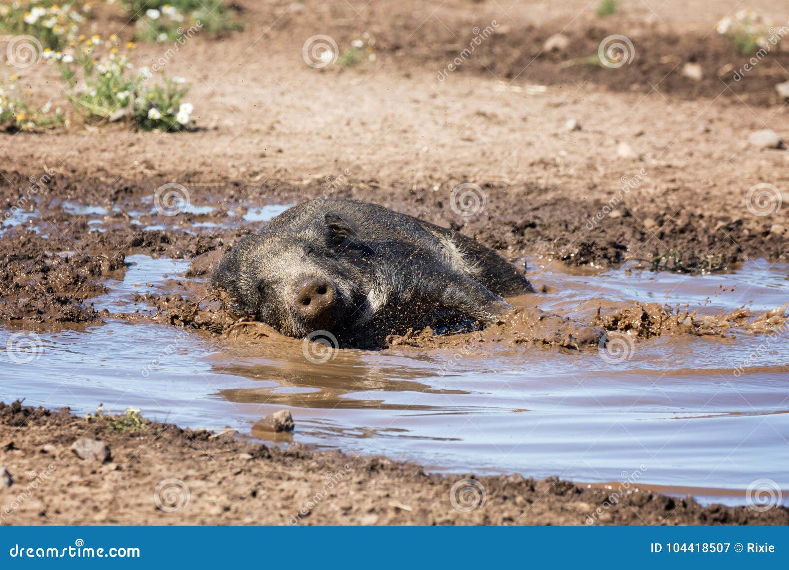 Pig Taking Bath Stock Photos - Free & Royalty-Free Stock Photos from ...