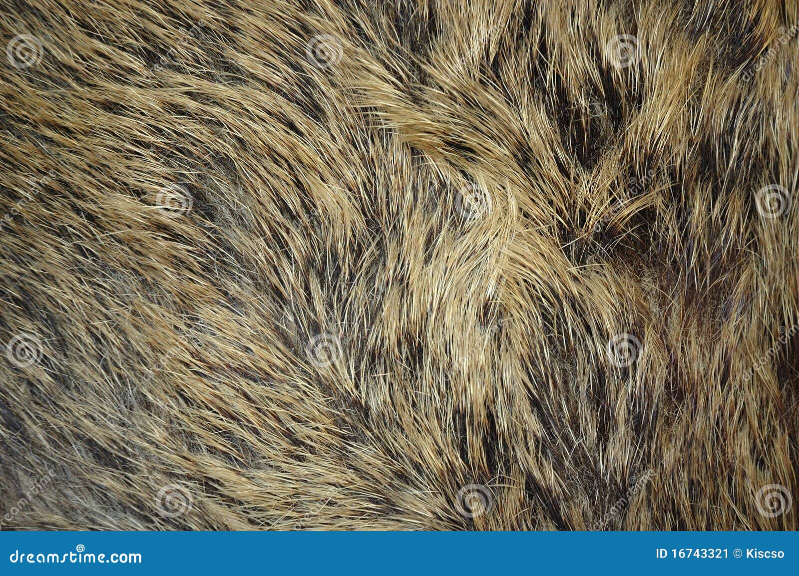 Wild boar texture stock image. Image of hunting, boar - 16743321