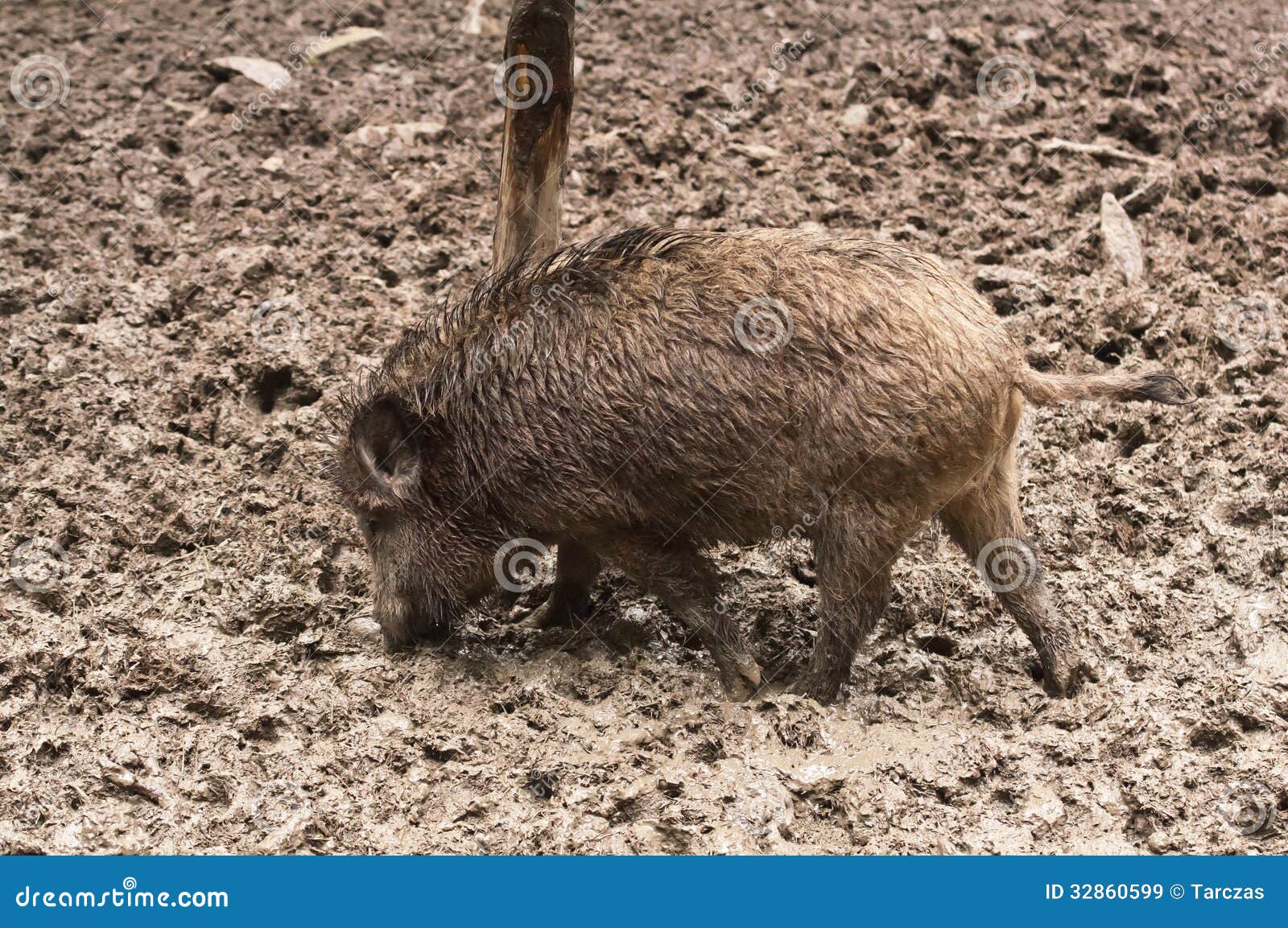 Wild boar stock image. Image of hoof, hairy, range, animal - 32860599