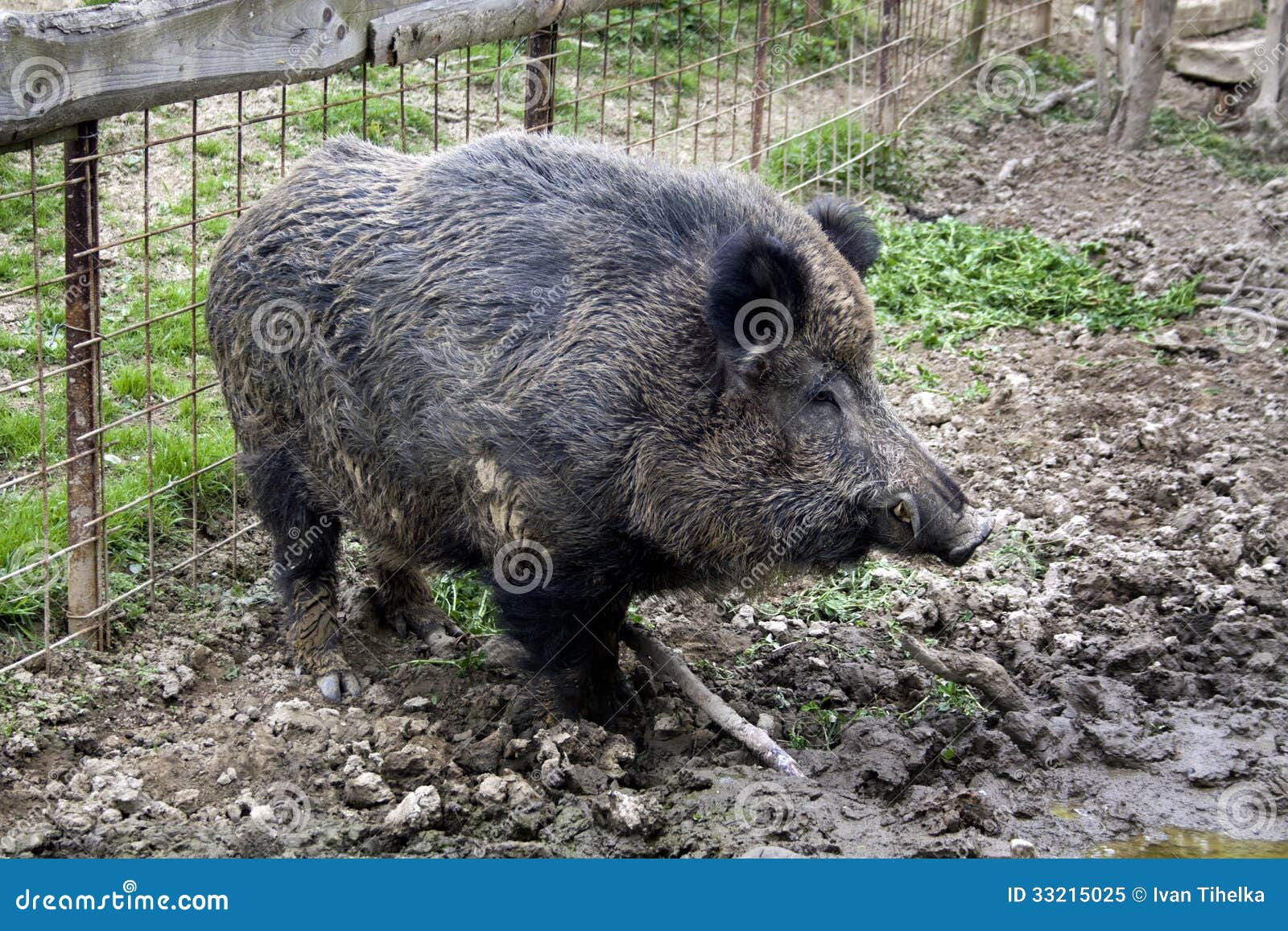Wild boar stock image. Image of animal, wild, ears, boar - 33215025