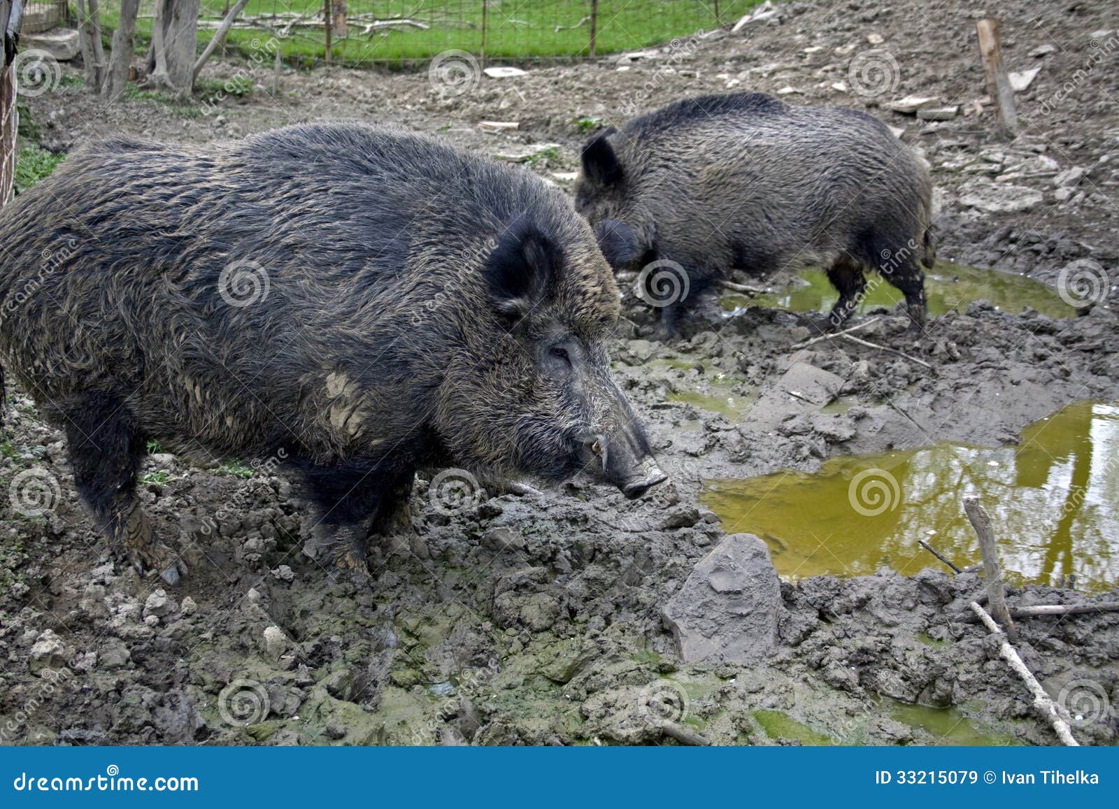 Wild boar stock image. Image of wild, nature, boar, pool - 33215079