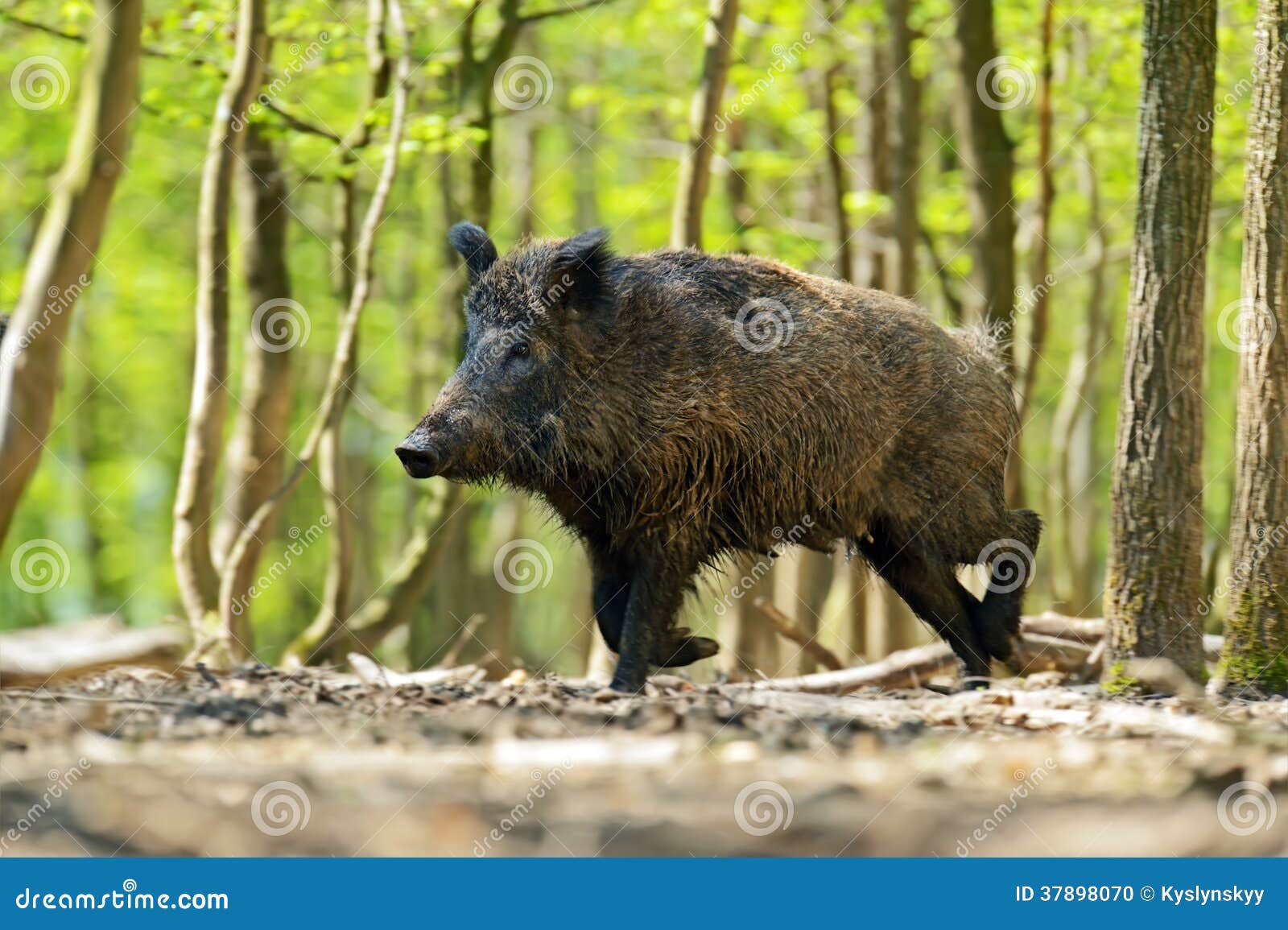 Wild boar stock photo. Image of field, habitat, shrubs - 37898070