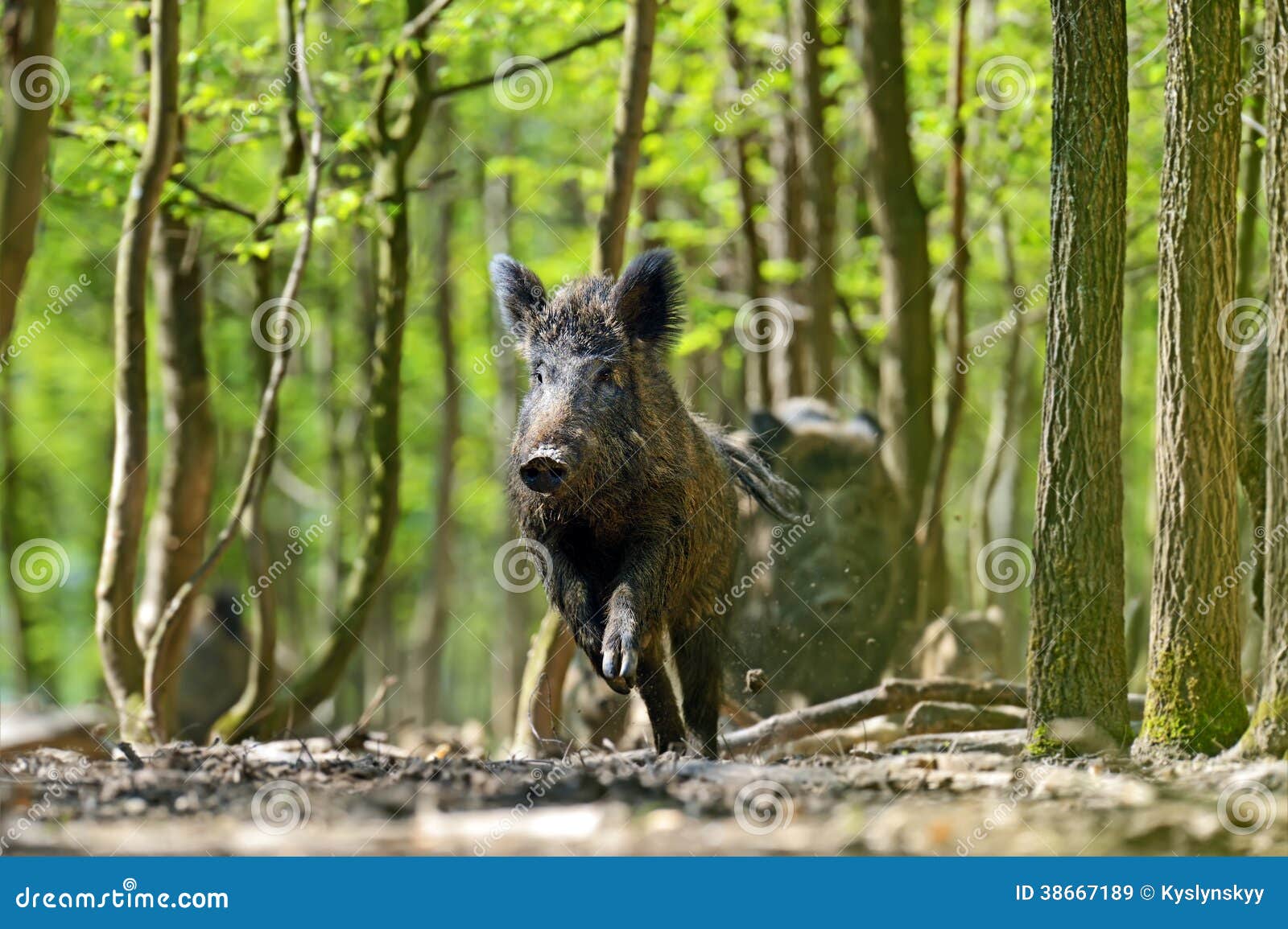Wild boar stock image. Image of nature, wilderness, forest - 38667189