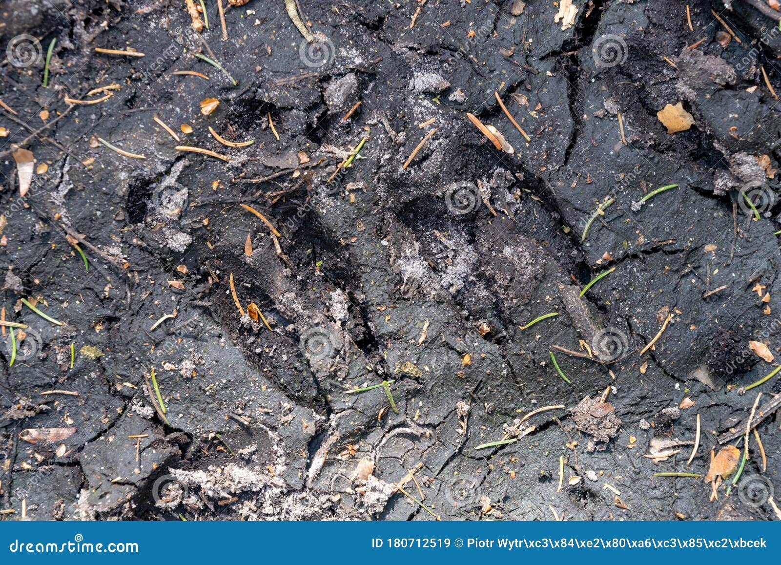 Wild Boar Tracks on a Forest Road. Wild Game Tracks in the Forest Stock ...