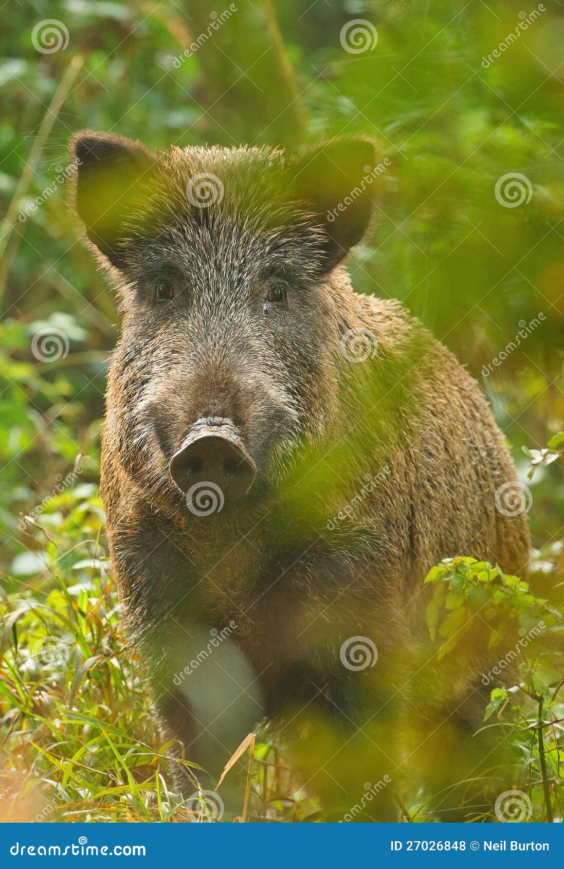 Wild Boar through the Trees Stock Photo - Image of hunting, dangerous ...