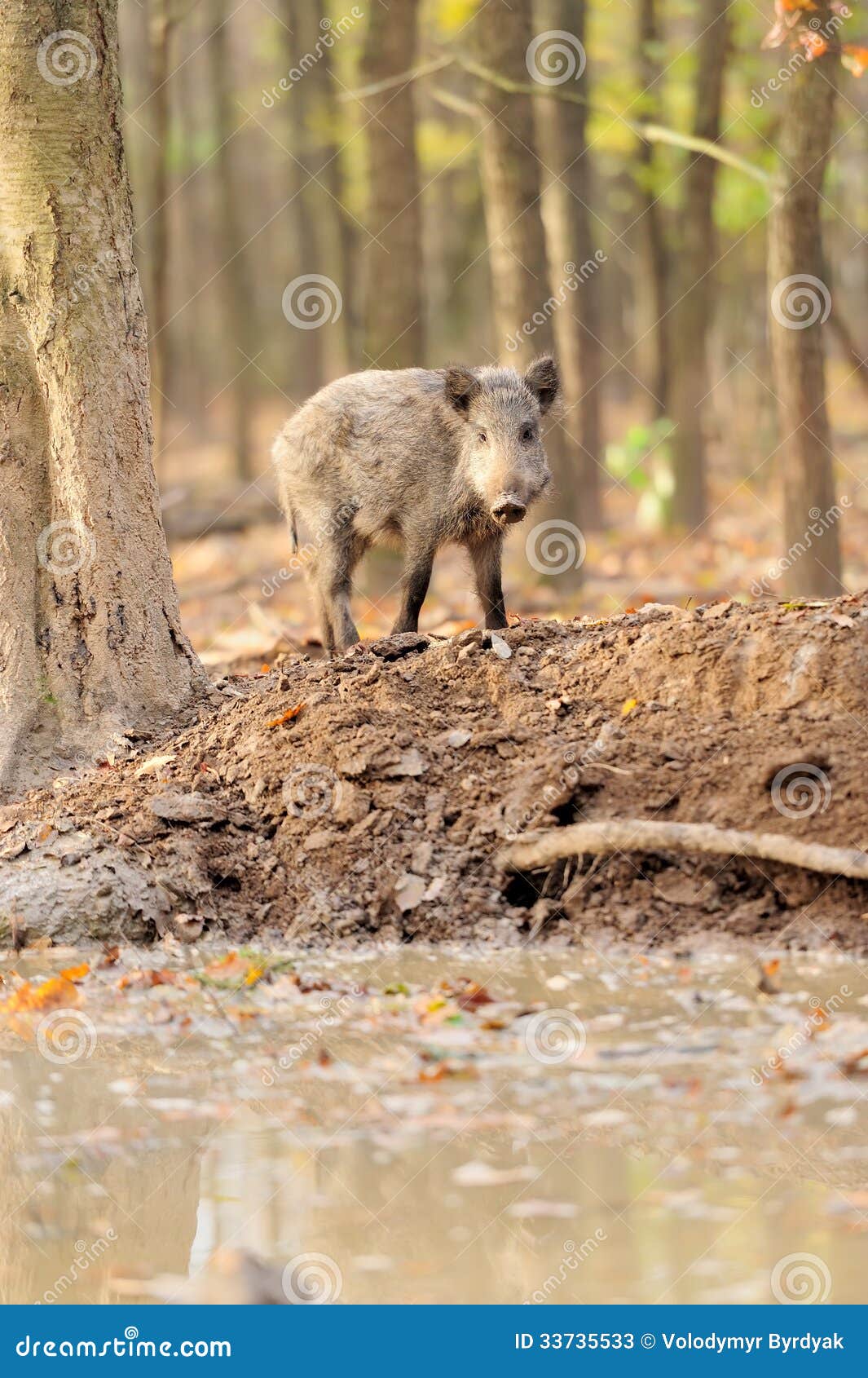 Wild boar stock image. Image of winter, trees, brown - 33735533