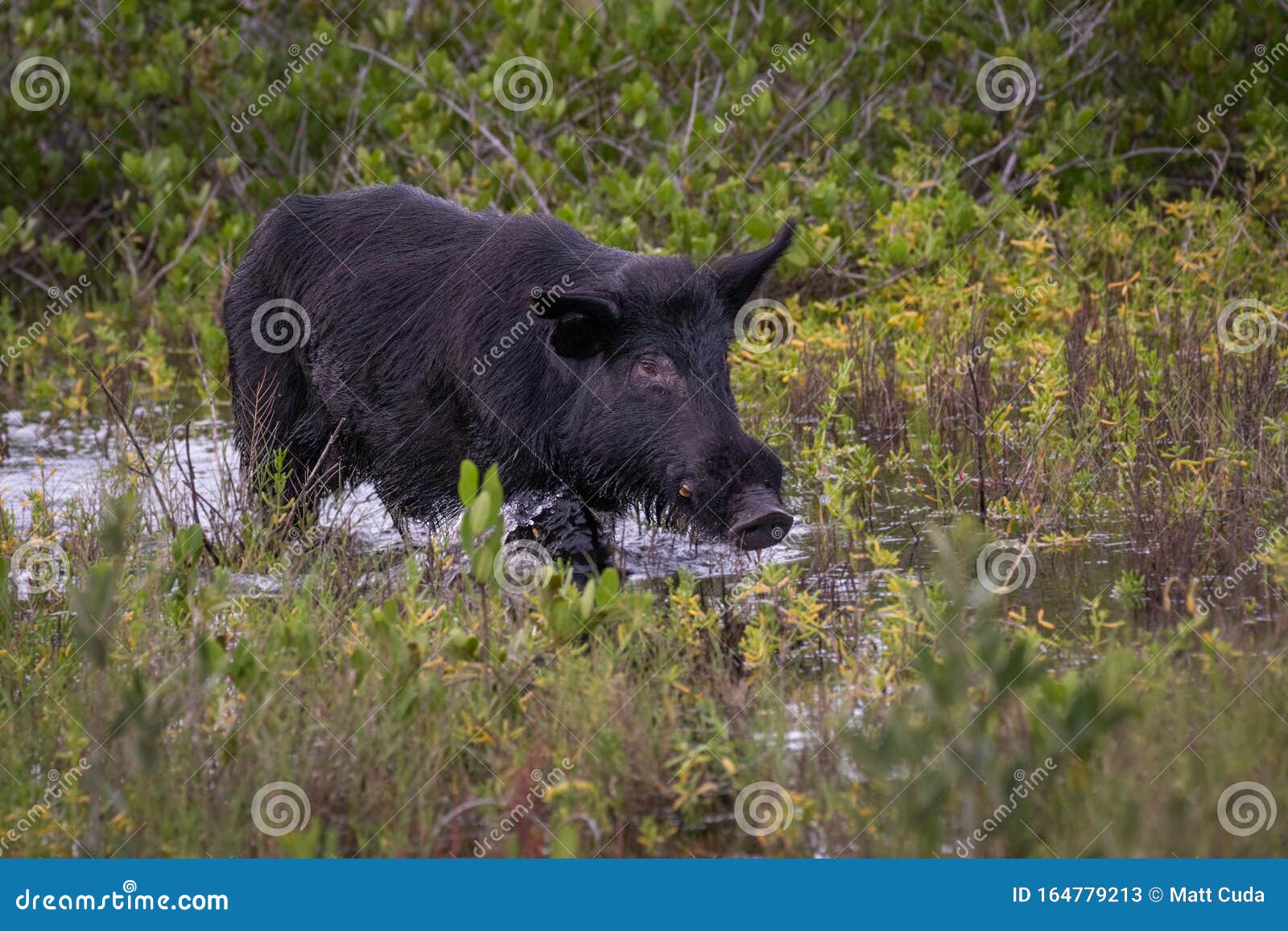 Wild Boar stock image. Image of point, wild, matt, florida - 164779213