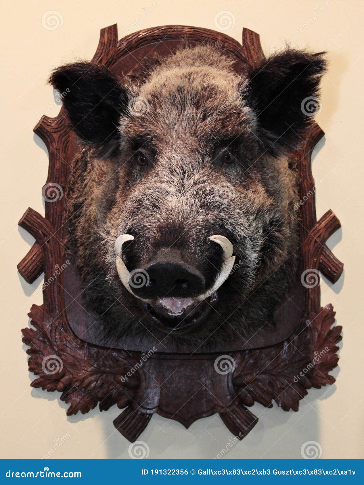 Trophy stock photo. Image of fangs, brown, mammal, tusk - 191322356