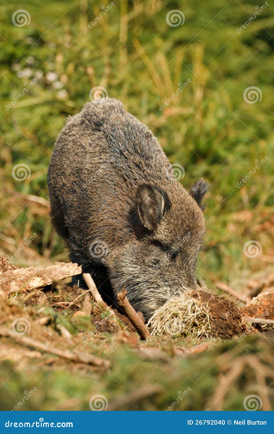 Wild Boar Turning Over Grass and Roots Stock Photo - Image of wild ...