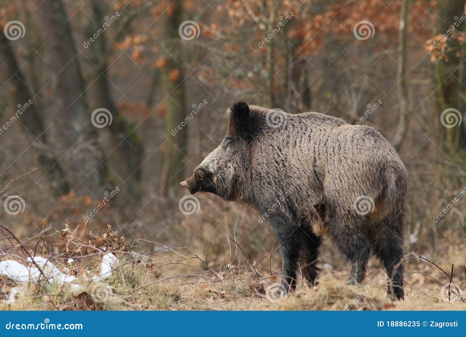 Wild Boar Is A Species Of The Pig Genus Sus. Stock Image ...