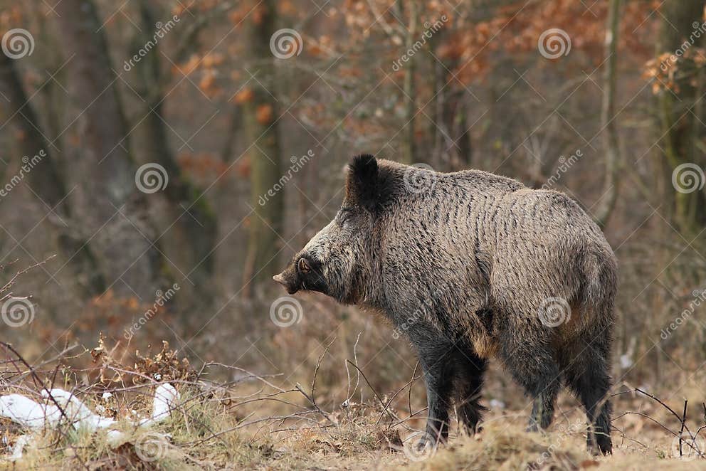 Wild boar with tusks stock image. Image of opening, hungary - 18886235