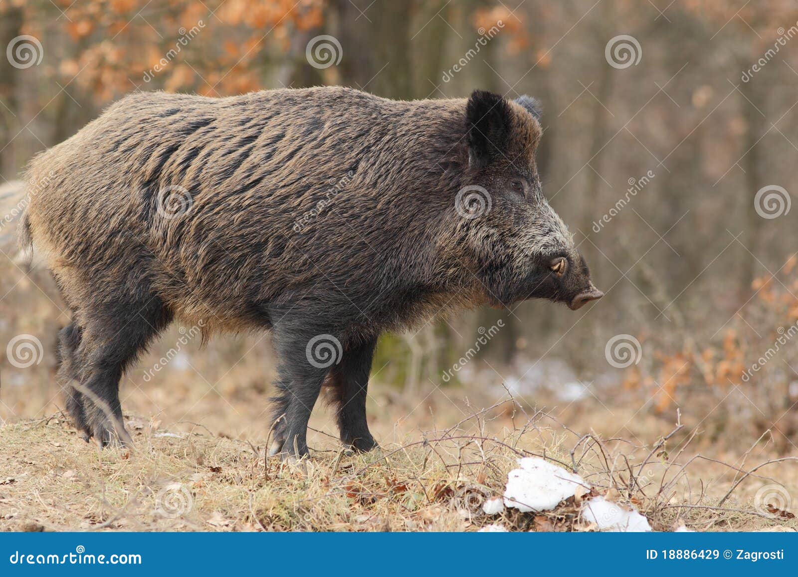 Wild boar with tusks 2. stock image. Image of winter - 18886429