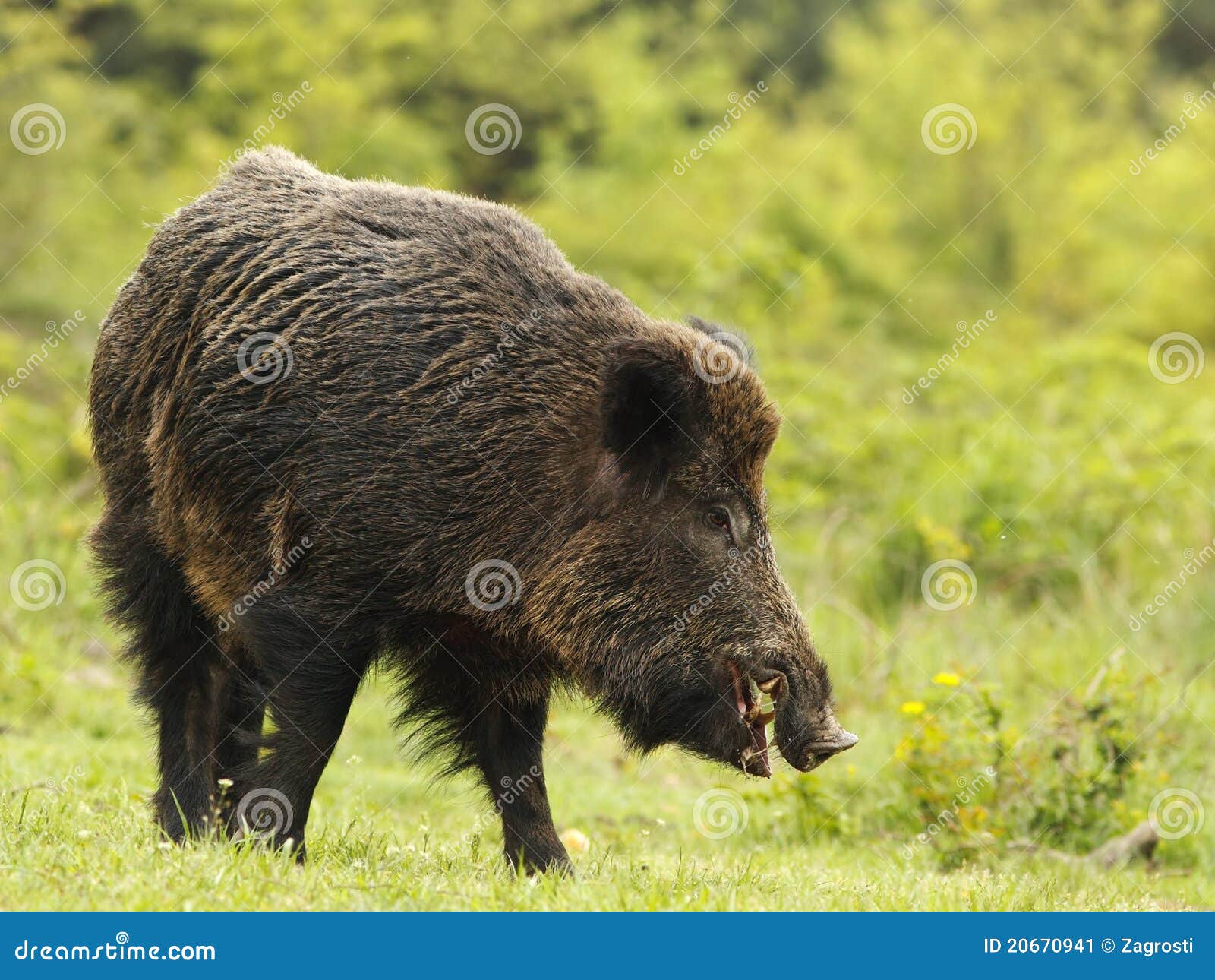 Wild boar with tusks stock image. Image of chap, brown - 20670941
